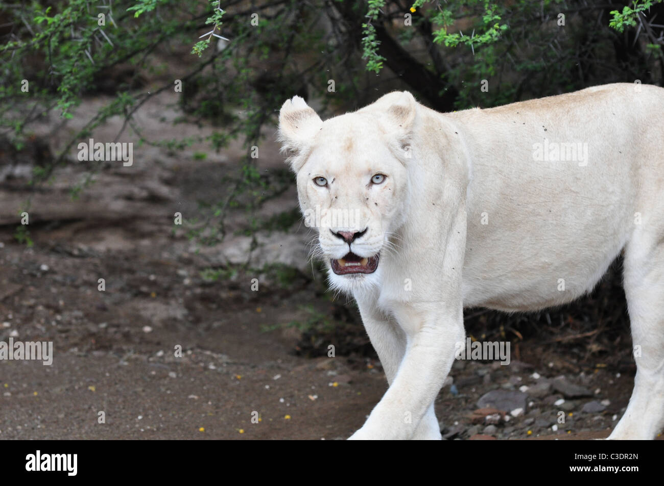 White lion with blue eyes, wild white lion, female lion Stock Photo - Alamy