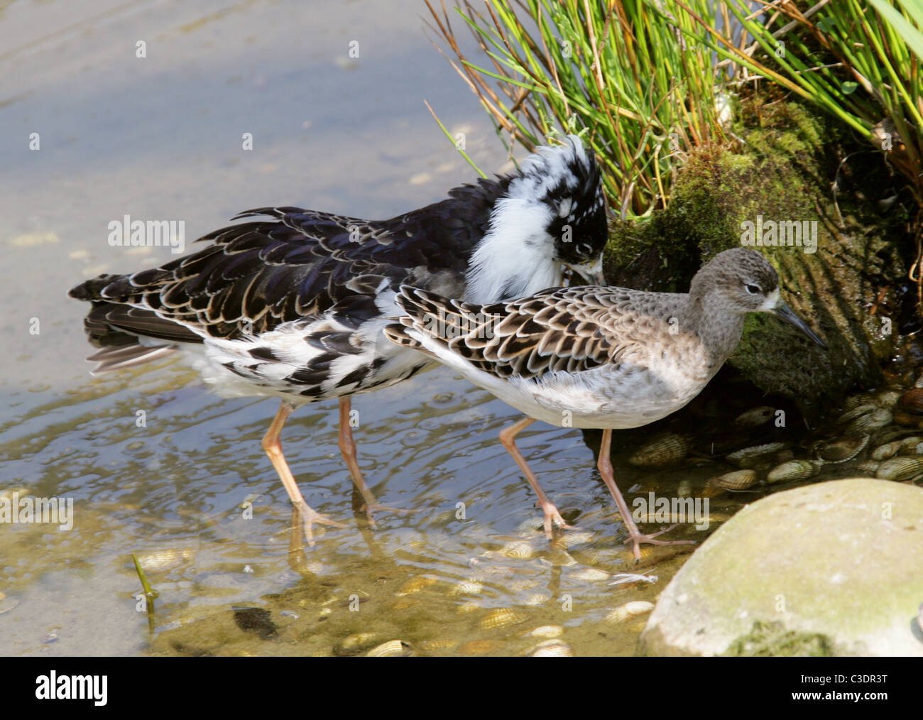 Male and female ruff bird hi-res stock photography and images - Alamy