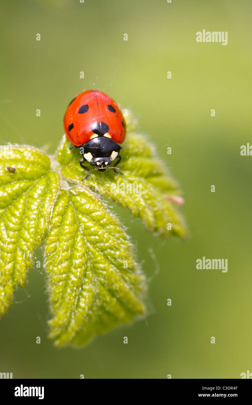 A Ladybird on a leaf close up Stock Photo - Alamy