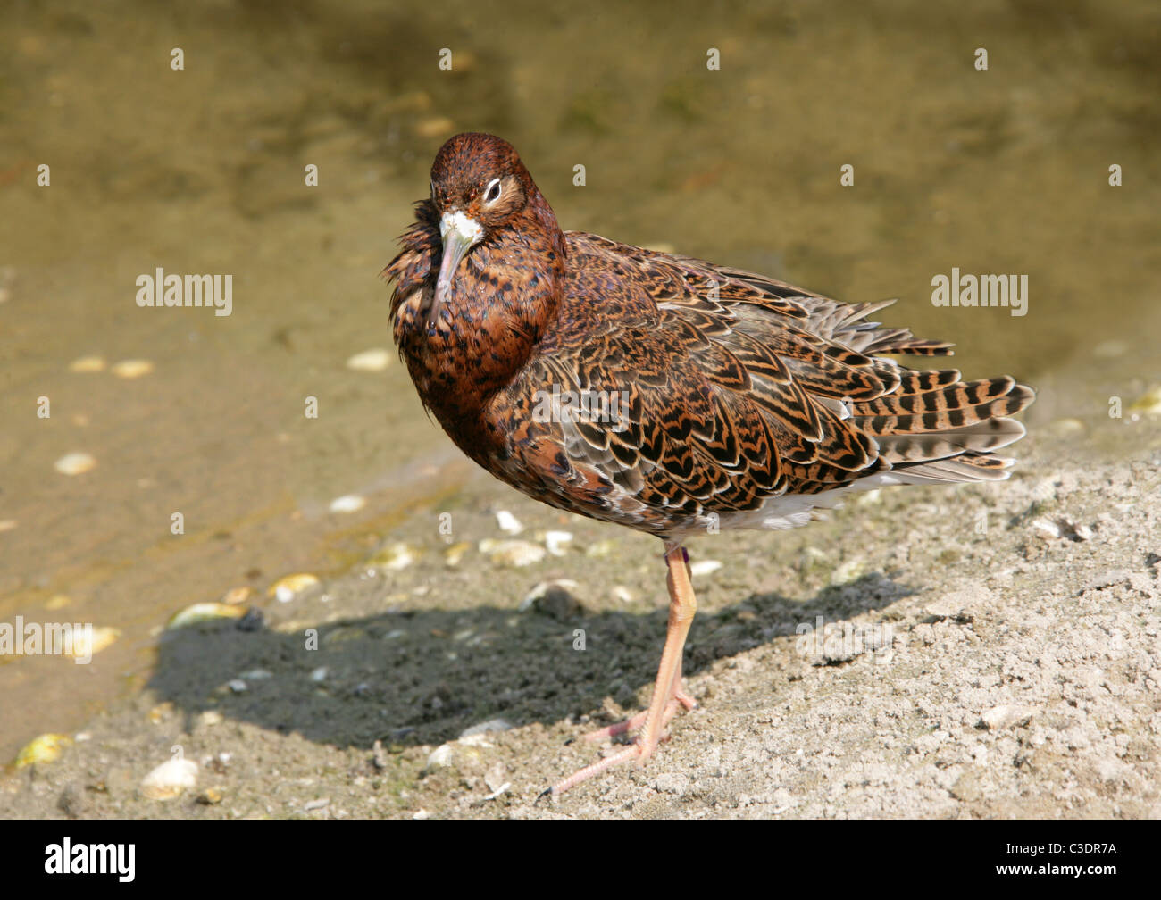 Ruff bird uk hi-res stock photography and images - Alamy