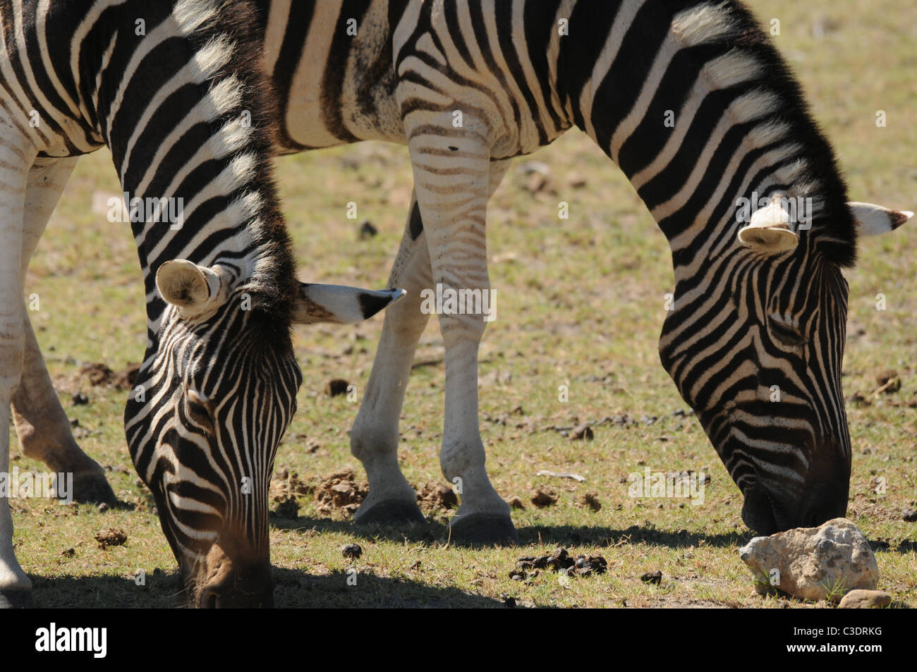Zebra, closeup of zebra, grazing zebra Stock Photo - Alamy