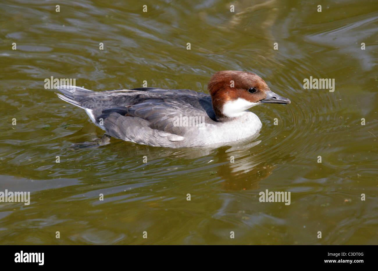 Female Smew, Mergellus albellus, Merginae, Anatidae, Anseriformes Stock ...