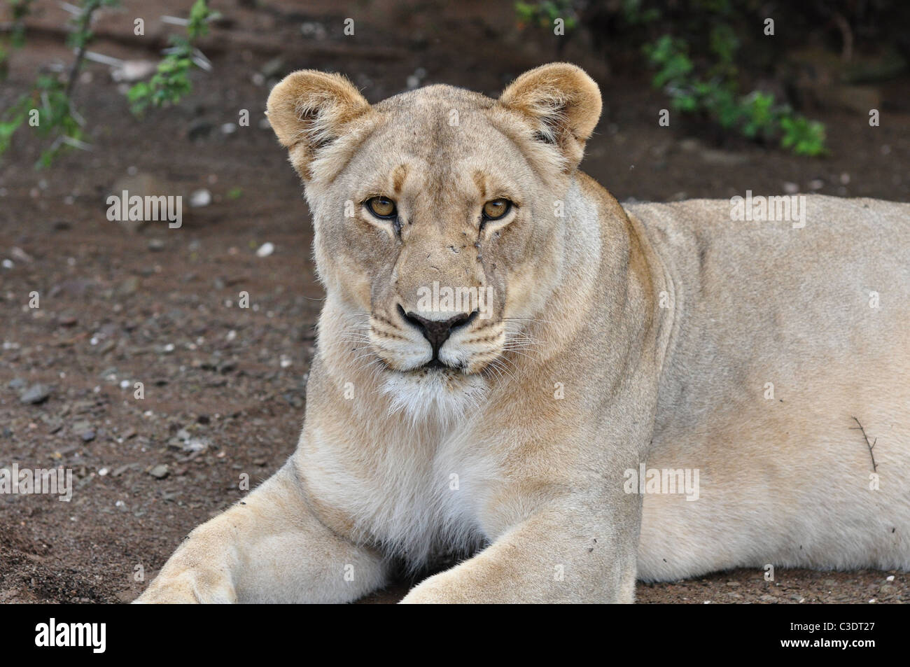 Female lion, wildlife, nature, semi-desert Stock Photo - Alamy
