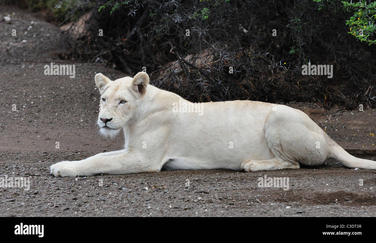 White Lion With Blue Eyes High Resolution Stock Photography and Images ...