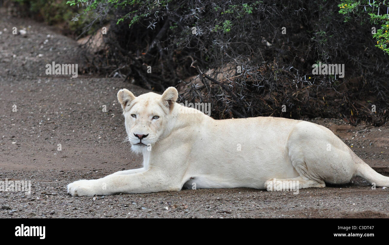 White lion with blue eyes, wild white lion, female lion Stock Photo - Alamy