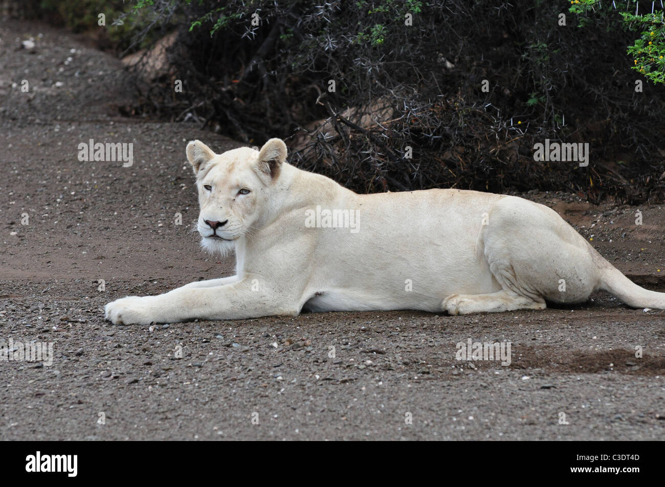 White lion with blue eyes, wild white lion, female lion Stock Photo - Alamy