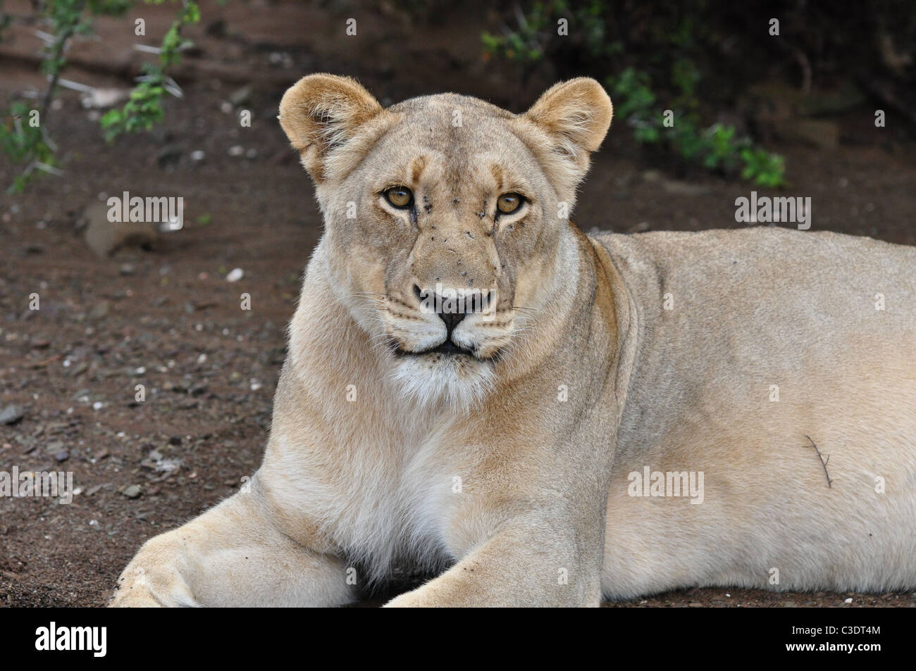 Female lion, wildlife, nature, semi-desert Stock Photo - Alamy