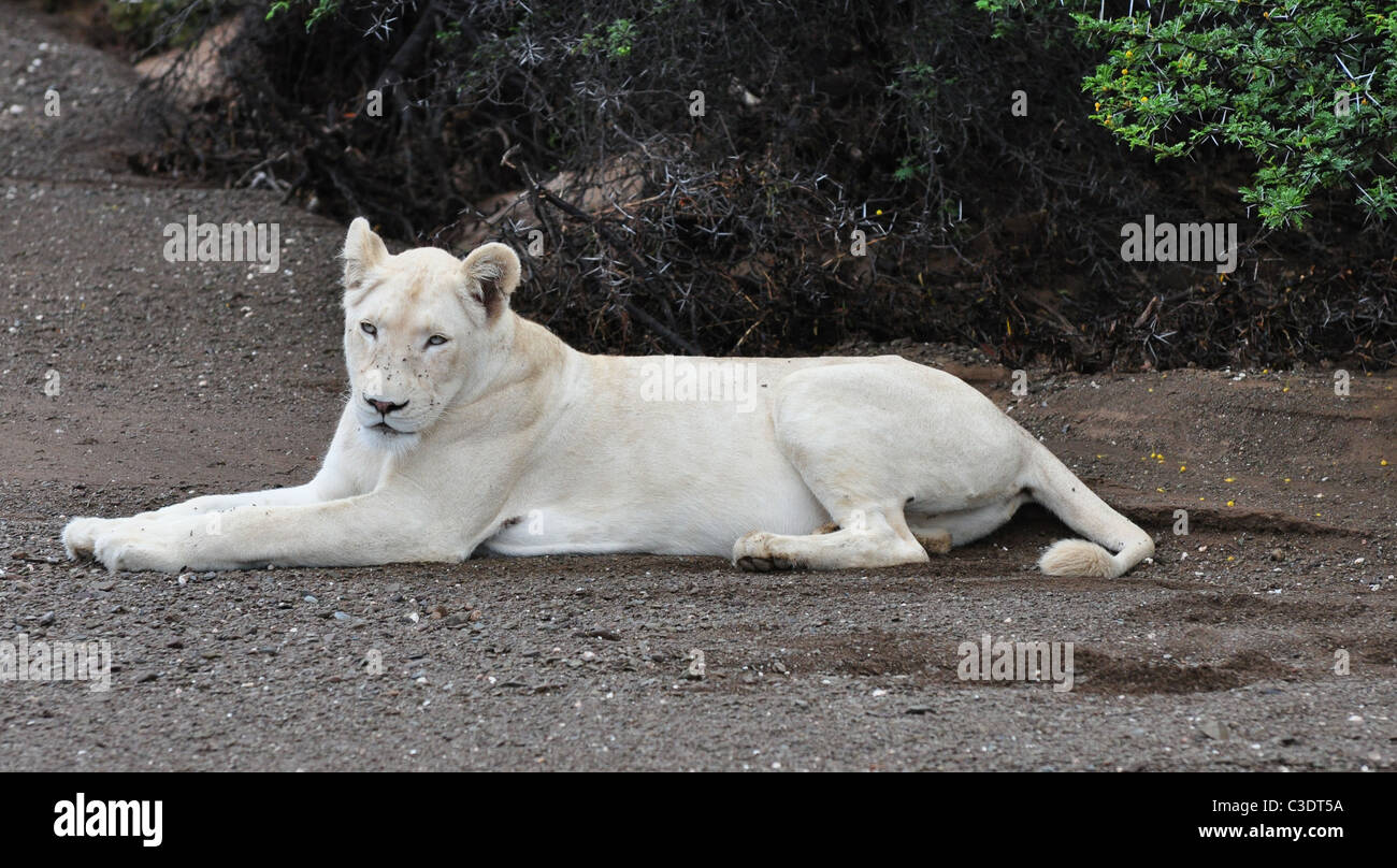 White Lion With Blue Eyes High Resolution Stock Photography and Images ...