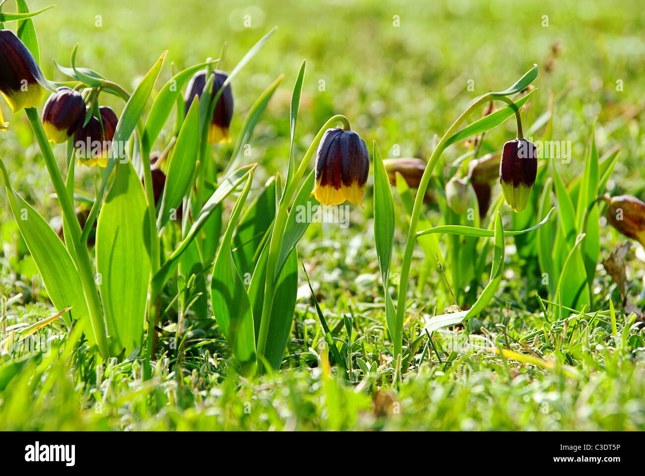 Schachblume - Chess Flower 02 Stock Photo - Alamy