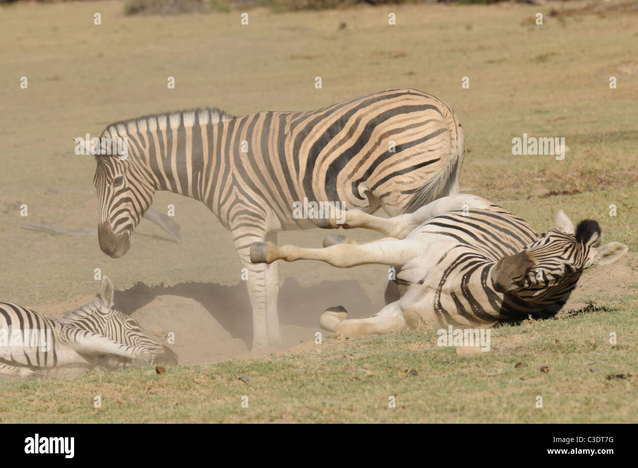 Zebra rolling around on the ground Stock Photo - Alamy