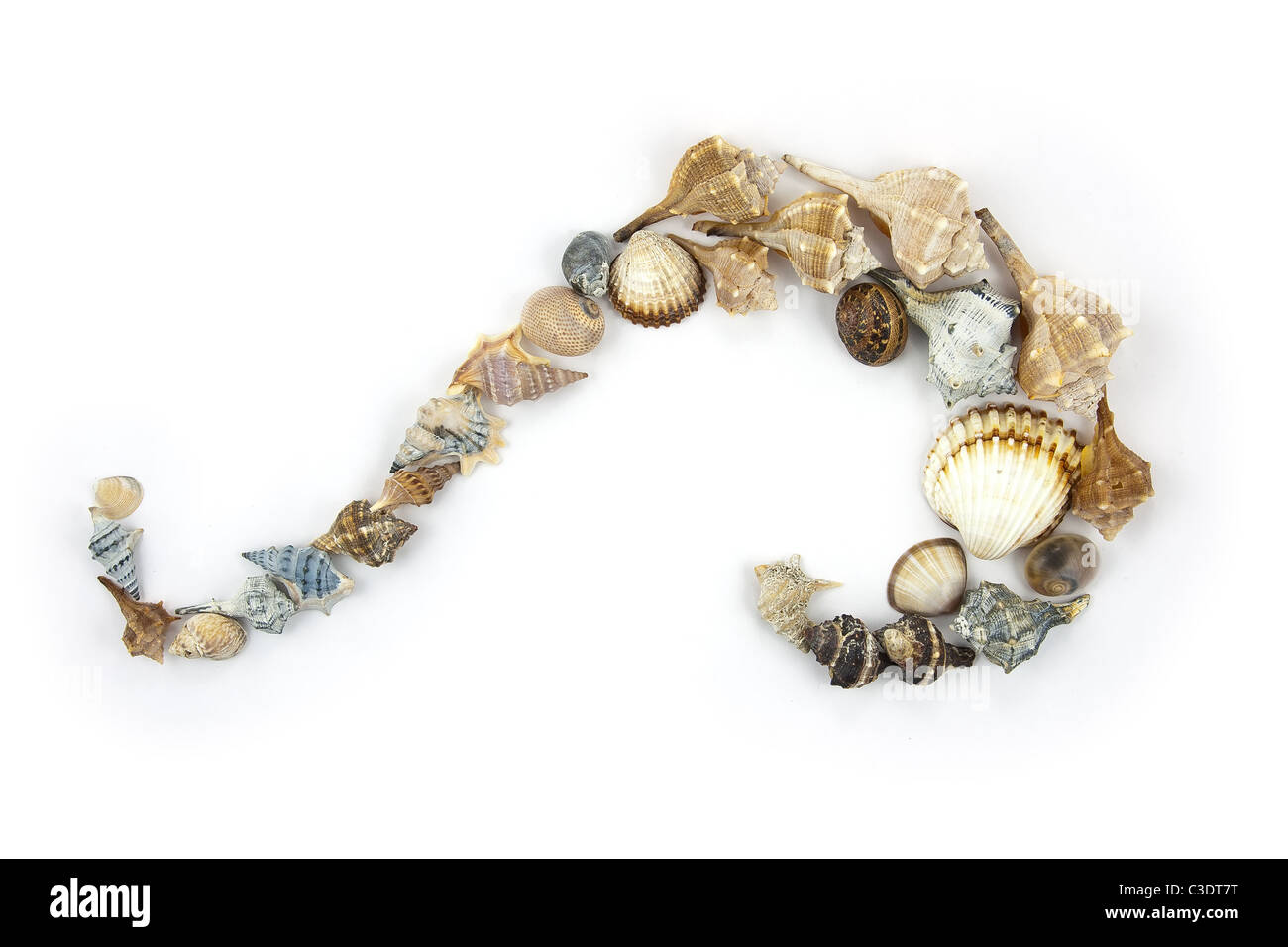 Sea Wave made of Several types of Shells on white background. Top shot ...