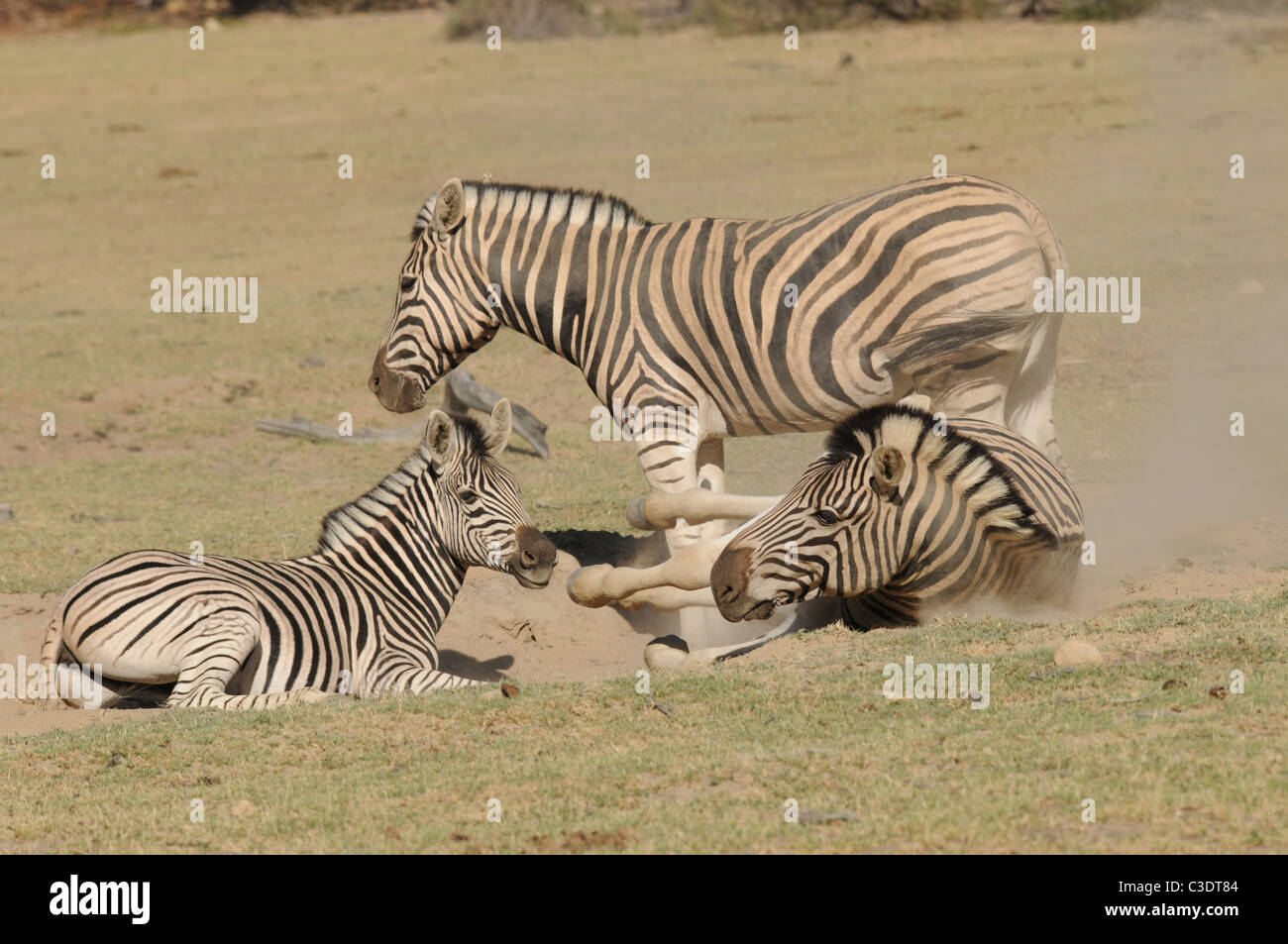 Zebra Rolling High Resolution Stock Photography and Images - Alamy