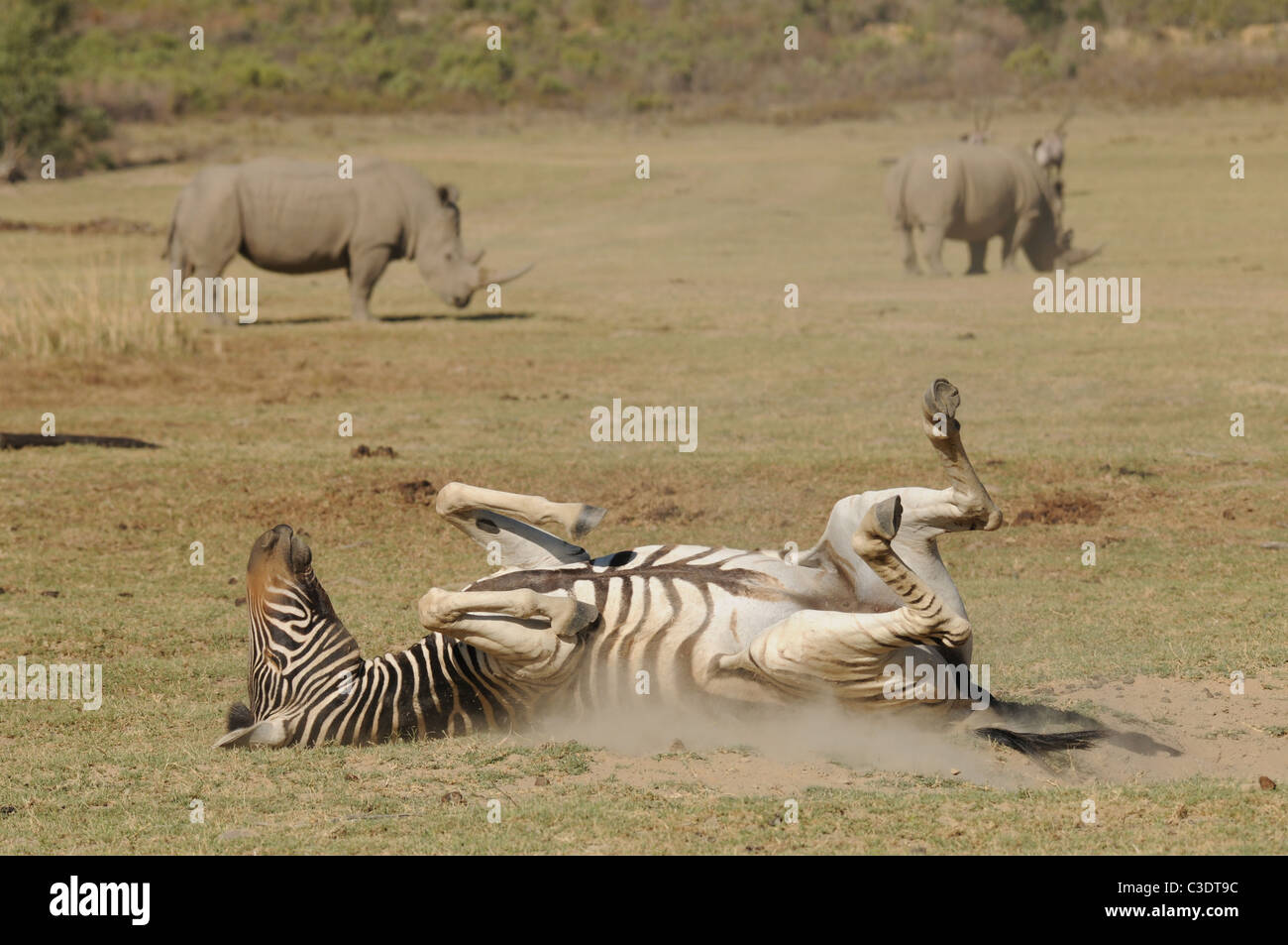 Zebra rolling around on the ground with two rhinos in the background ...