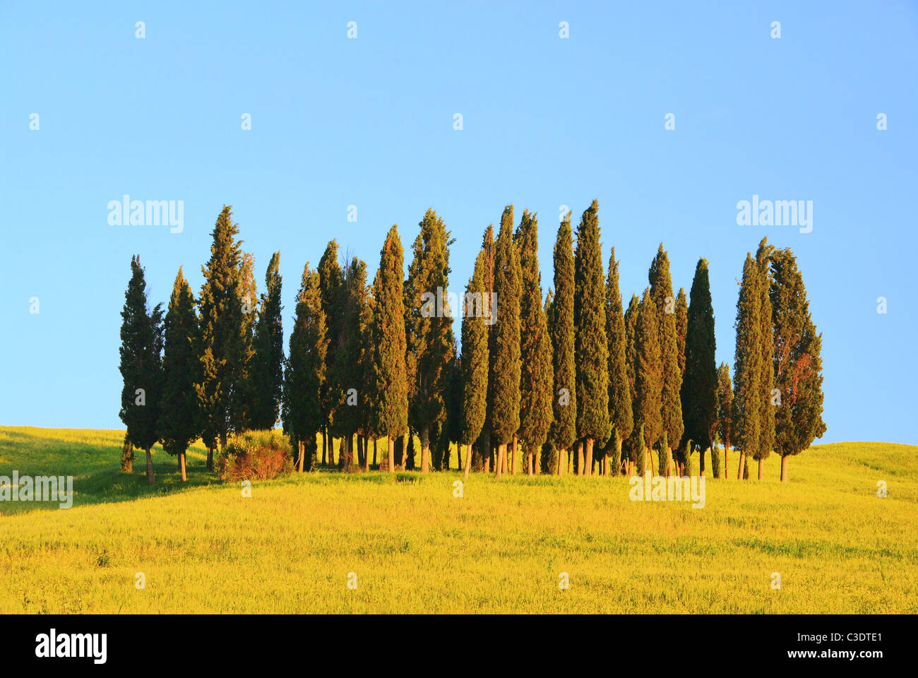 Toskana Wald - Tuscany forest 09 Stock Photo - Alamy