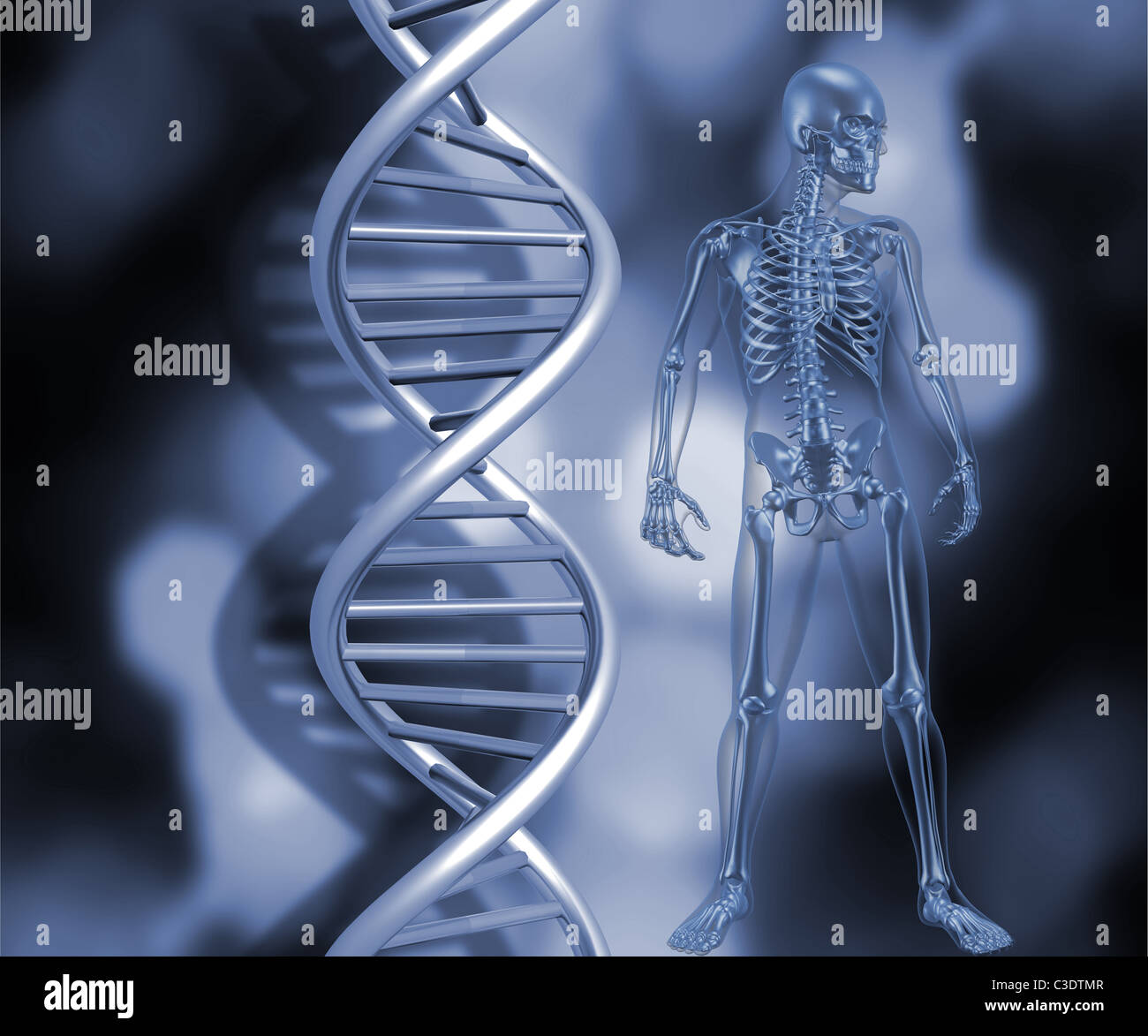 3D render of a medical skeleton stood next to DNA strands Stock Photo ...