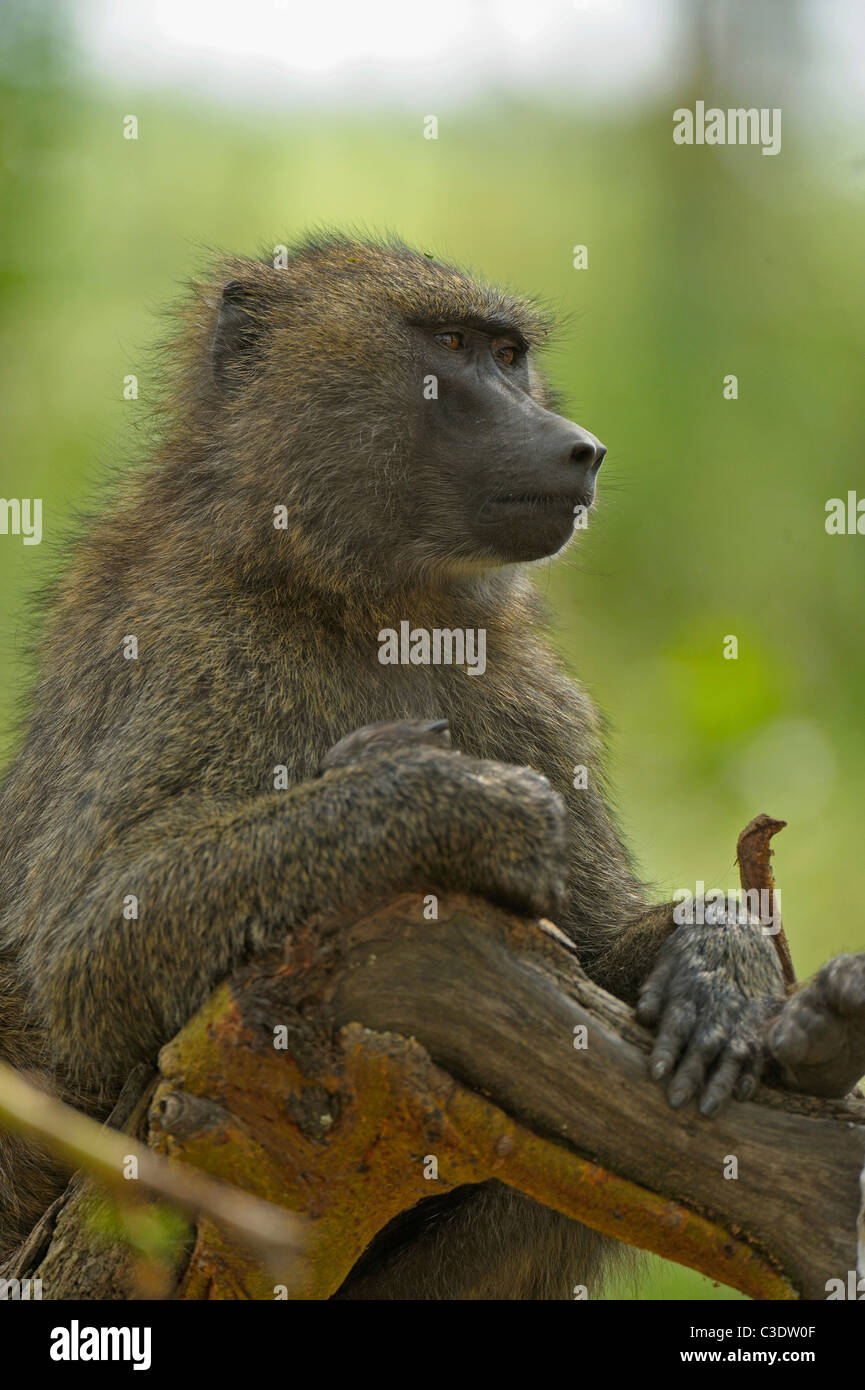 Olive or Anubis Baboon (Papio anubis) in Lake Nakuru national park ...
