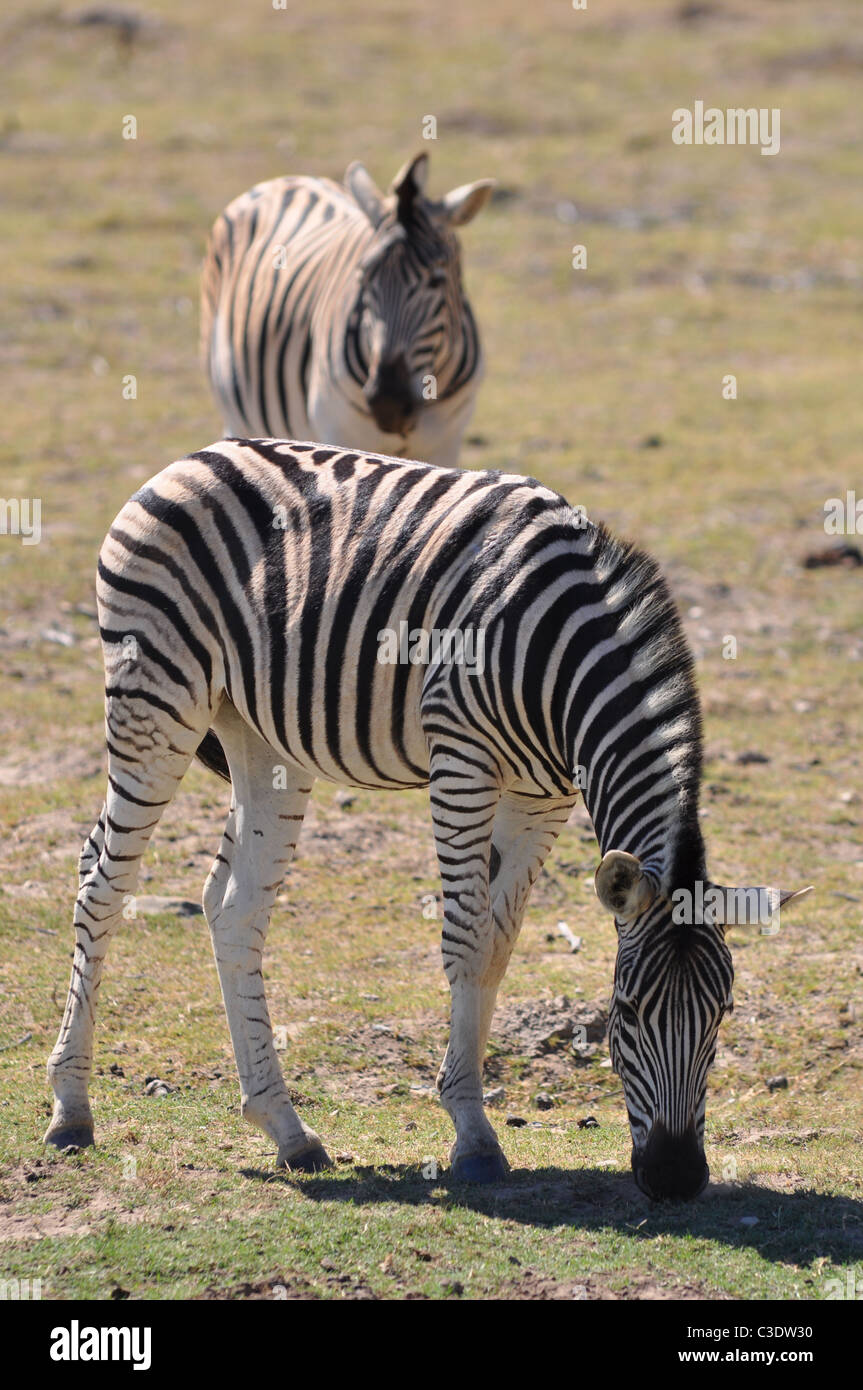 Desert Zebra Stock Photos & Desert Zebra Stock Images - Alamy