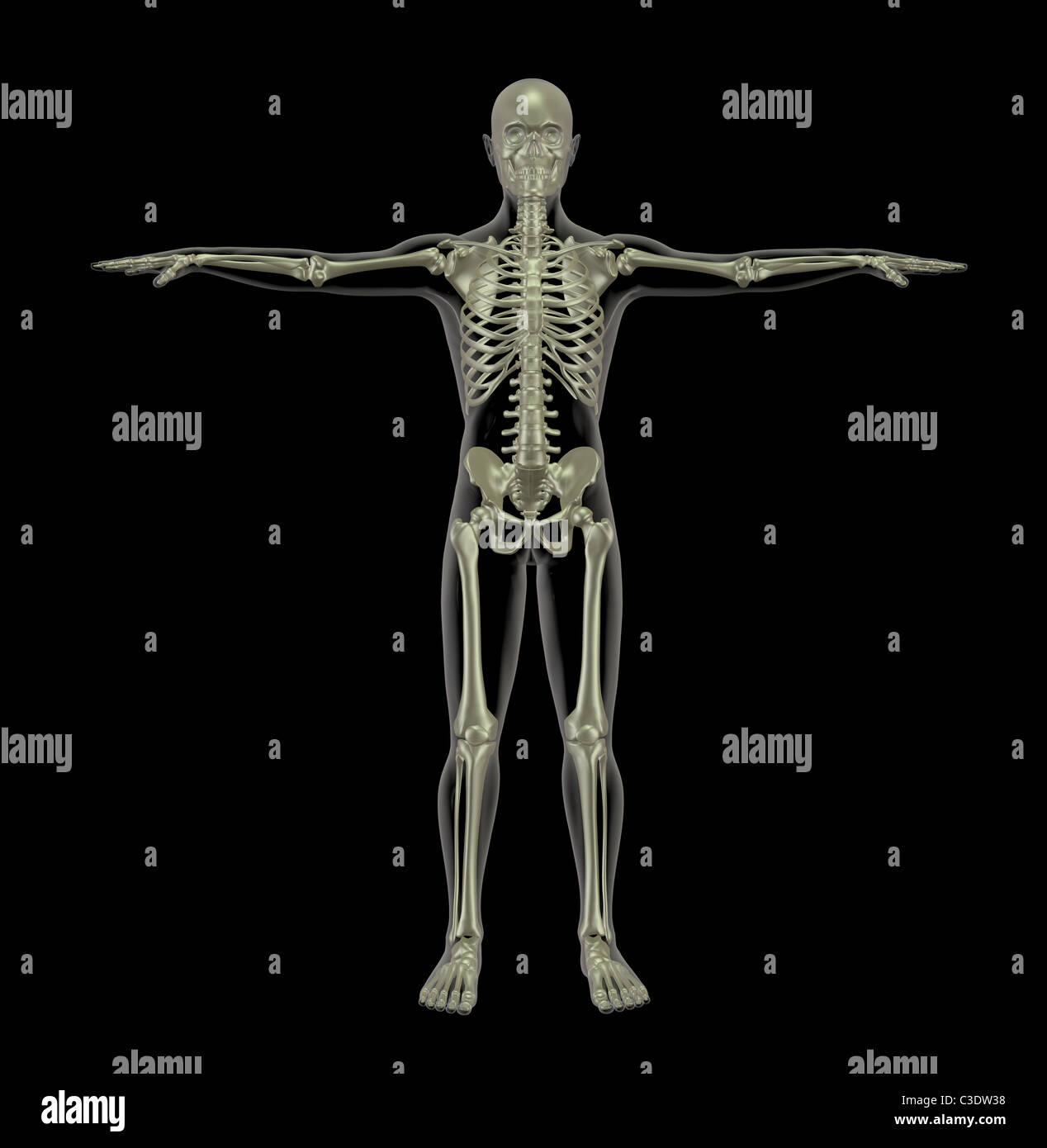 Human skeleton hi-res stock photography and images - Alamy