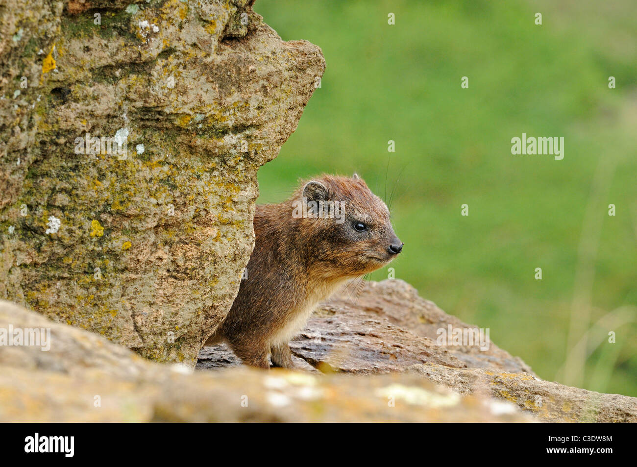 Rock Hyrax (Procavia capensis) or Cape Hyrax in the rocky cliffs of ...