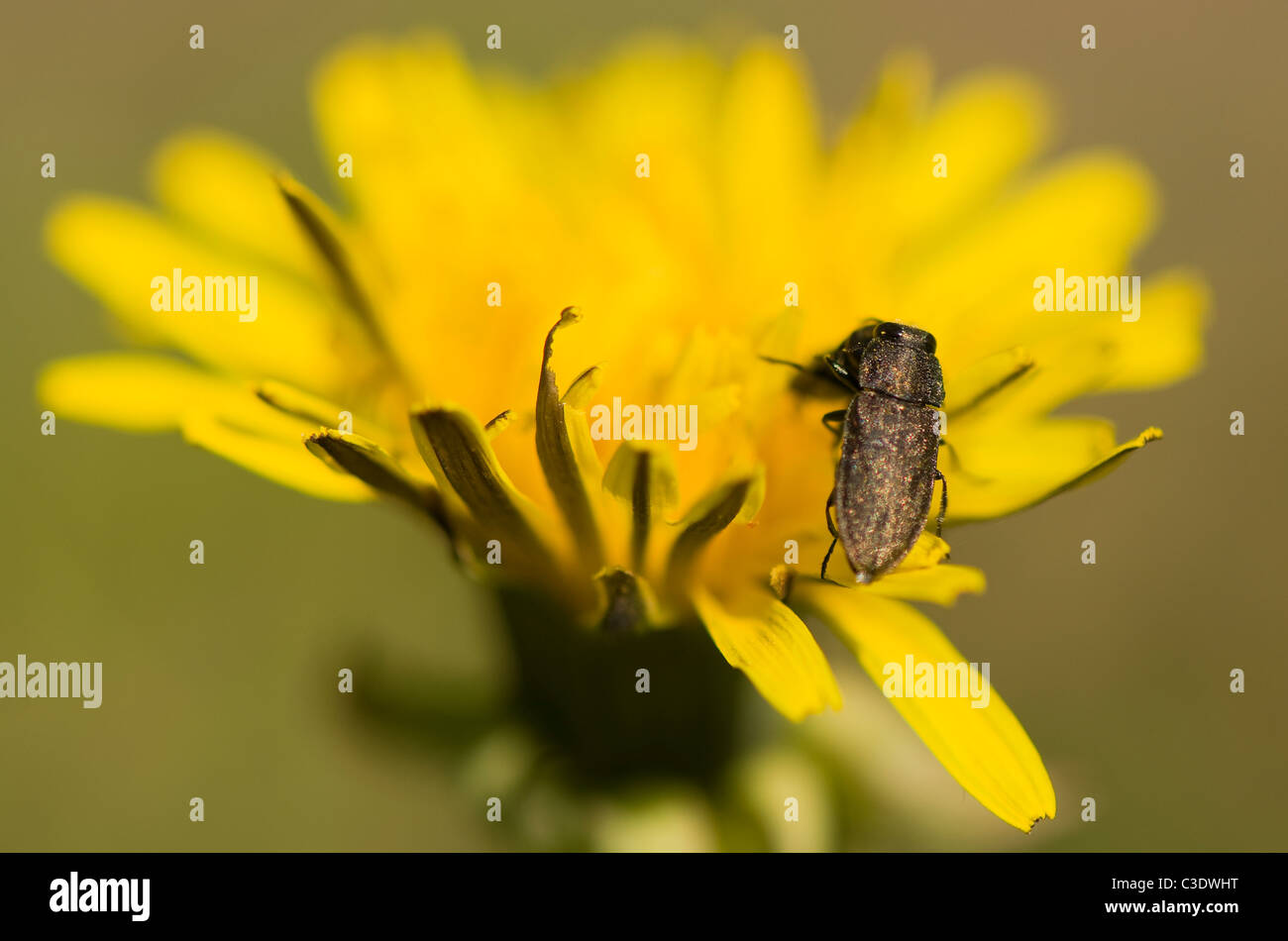 Close up view of jewel beetle hi-res stock photography and images - Alamy