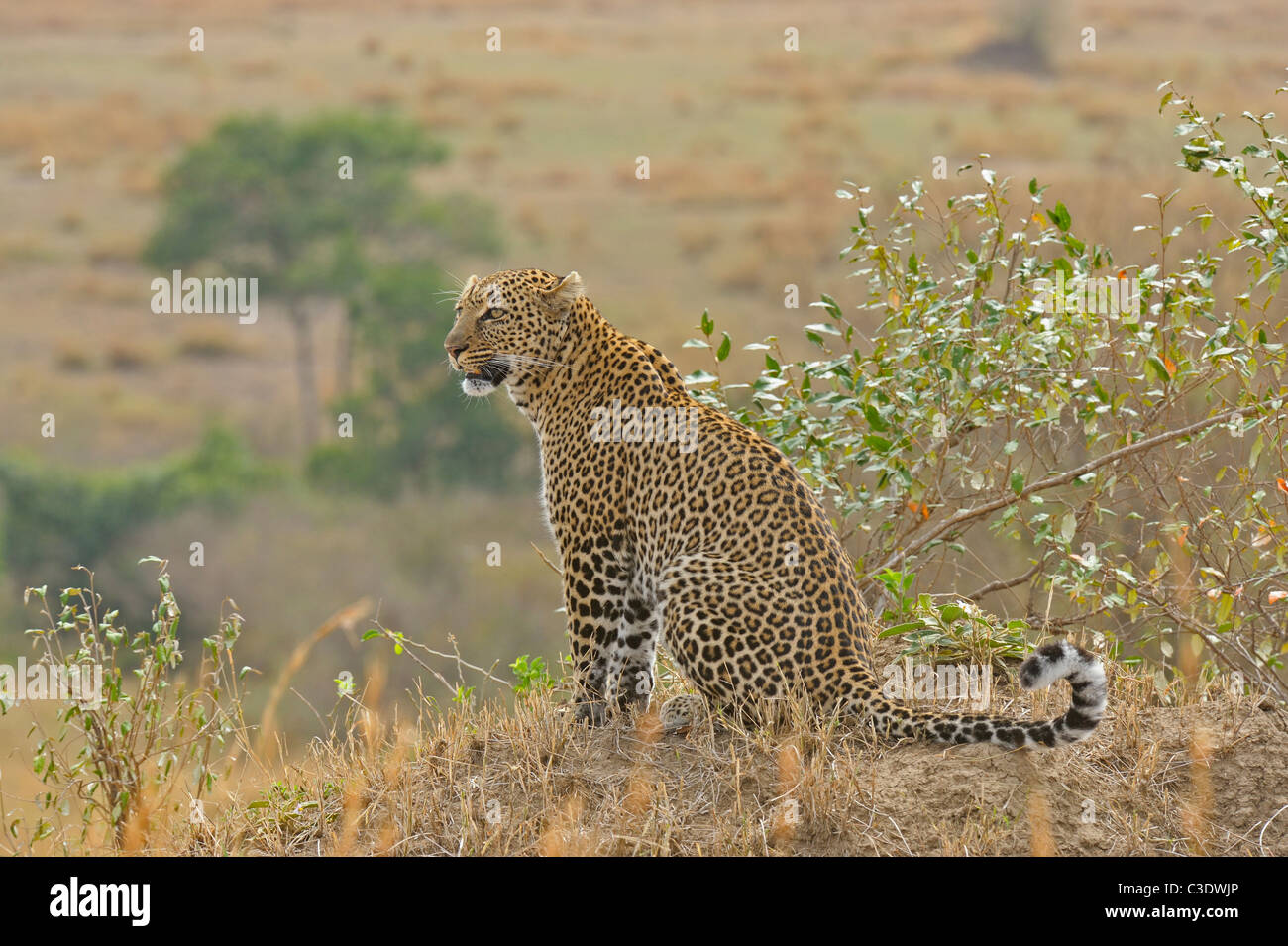 African Leopard (Panthera pardus pardus) in the grasslands of Masai ...