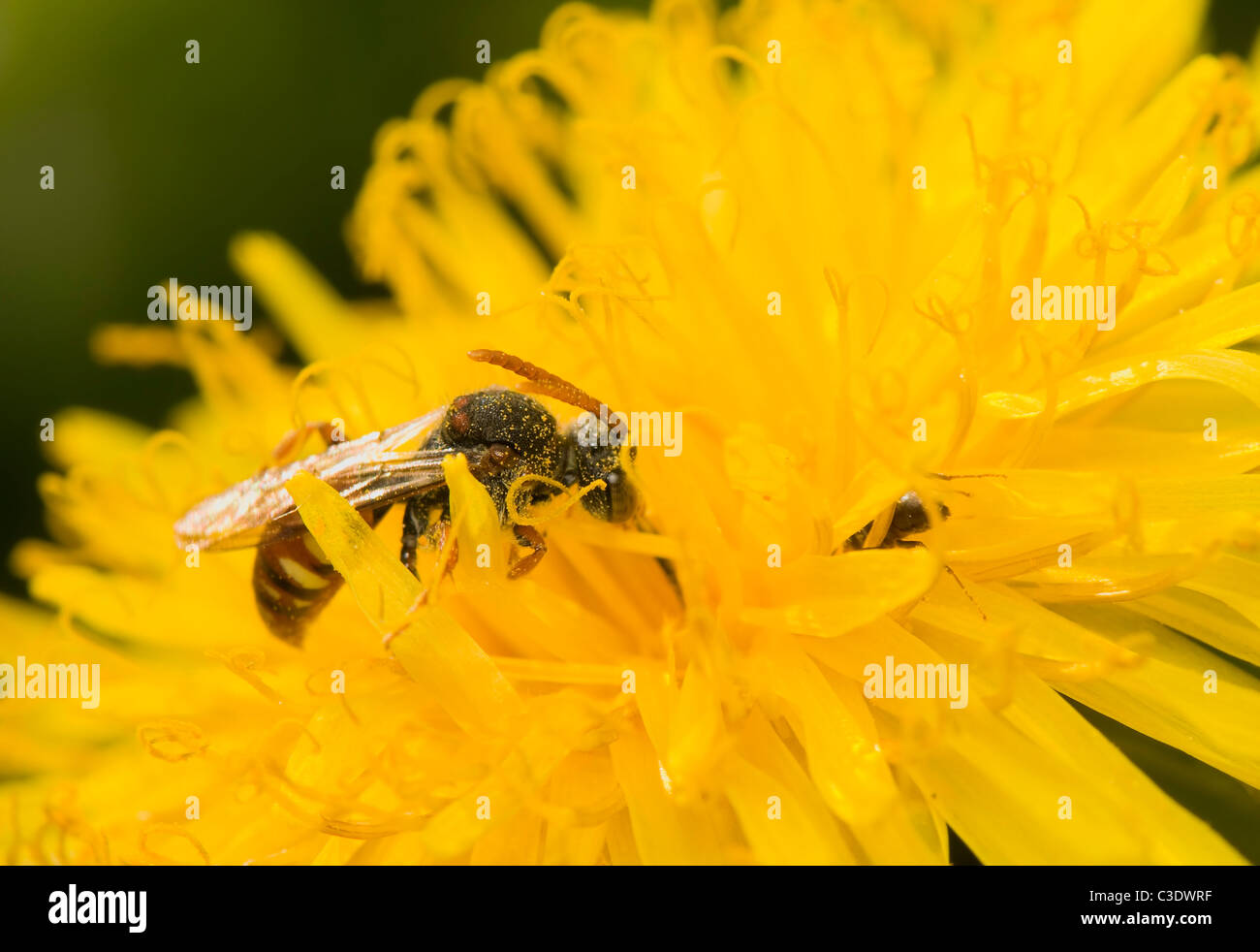 Animal nómada hi-res stock photography and images - Alamy