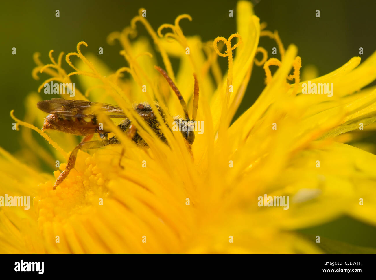 Nomada wasp hi-res stock photography and images - Alamy