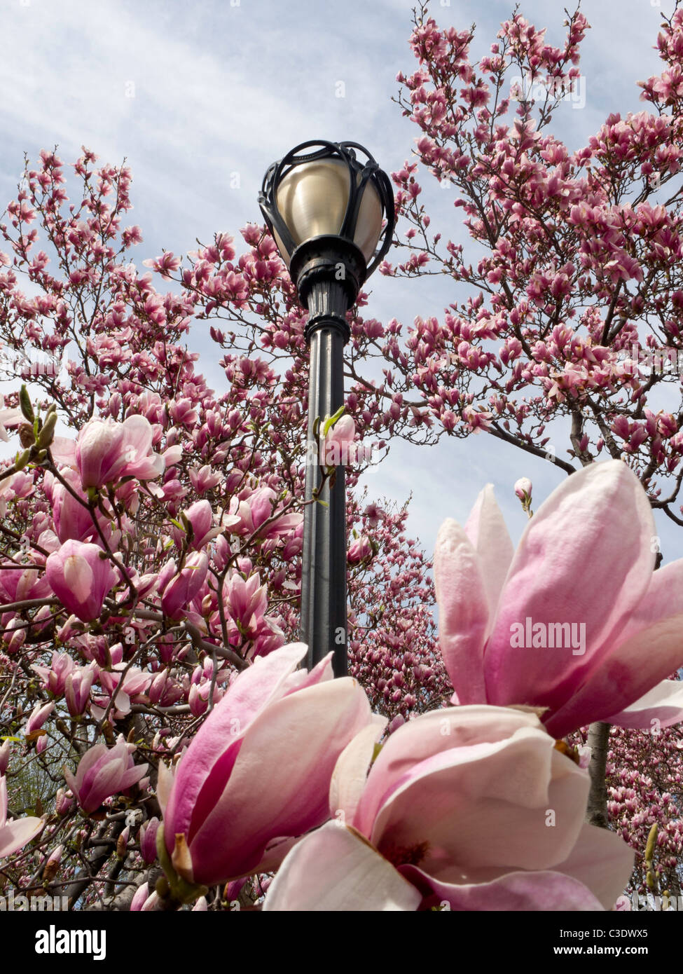 Streetlight tree trunk trunks lamp post central park hi-res stock ...