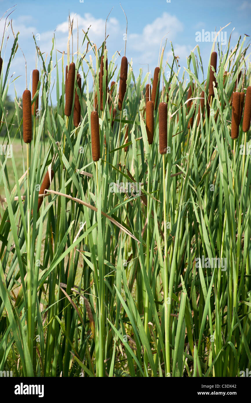 Field of cattails growing by the historic Stone House on the Manassas ...
