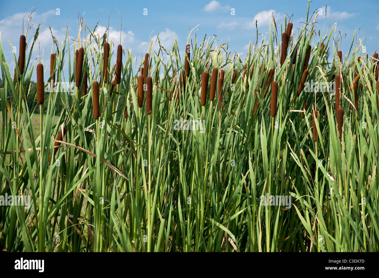 Field of cattails growing by the historic Stone House on the Manassas ...