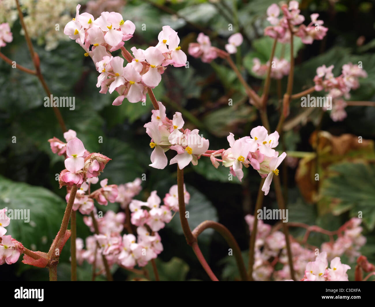Light Pink Begonias (Begoniaceae Stock Photo - Alamy