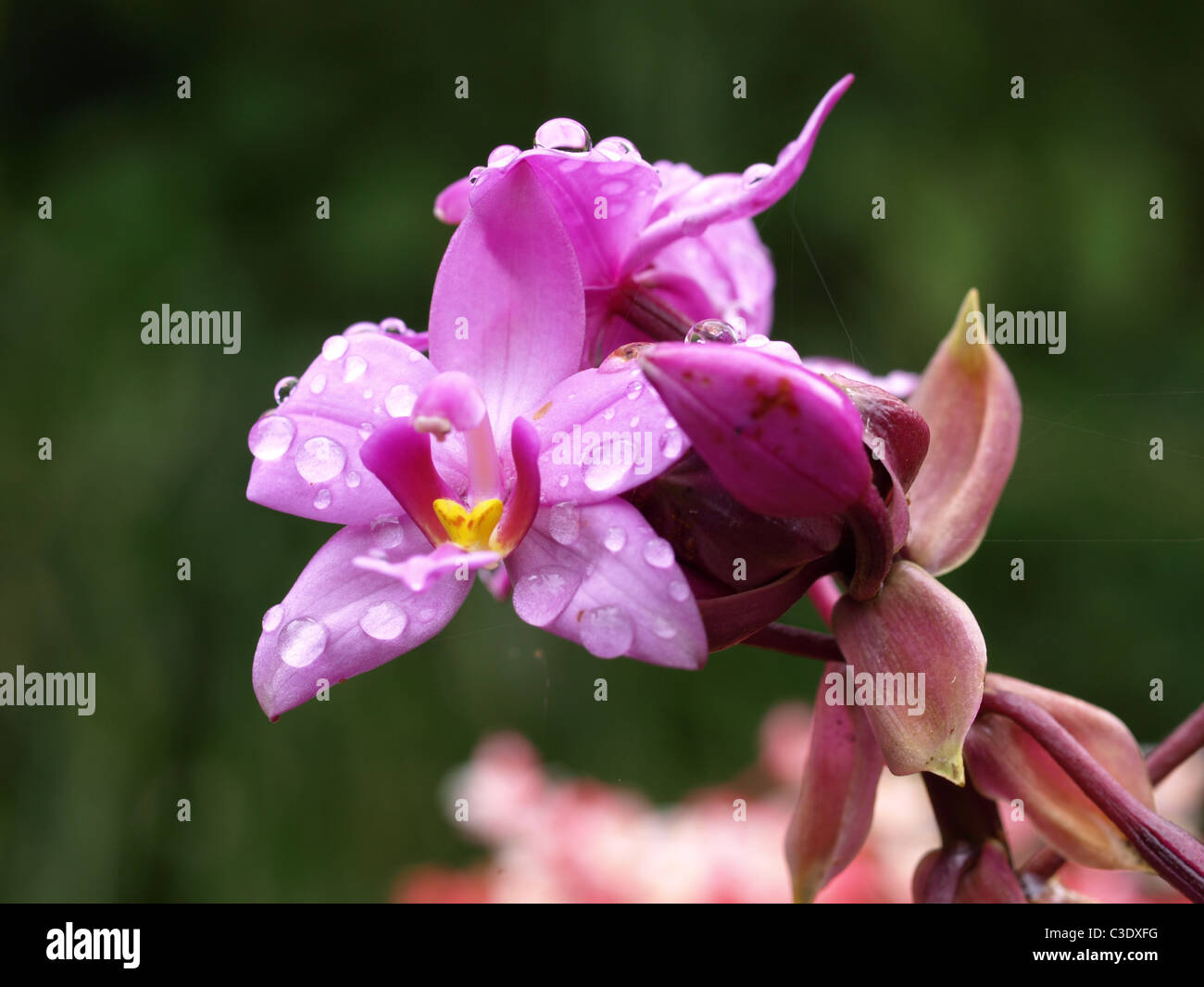 A Pink Orchid (Orchidaceae), in macro, with raindrops at Papillote ...