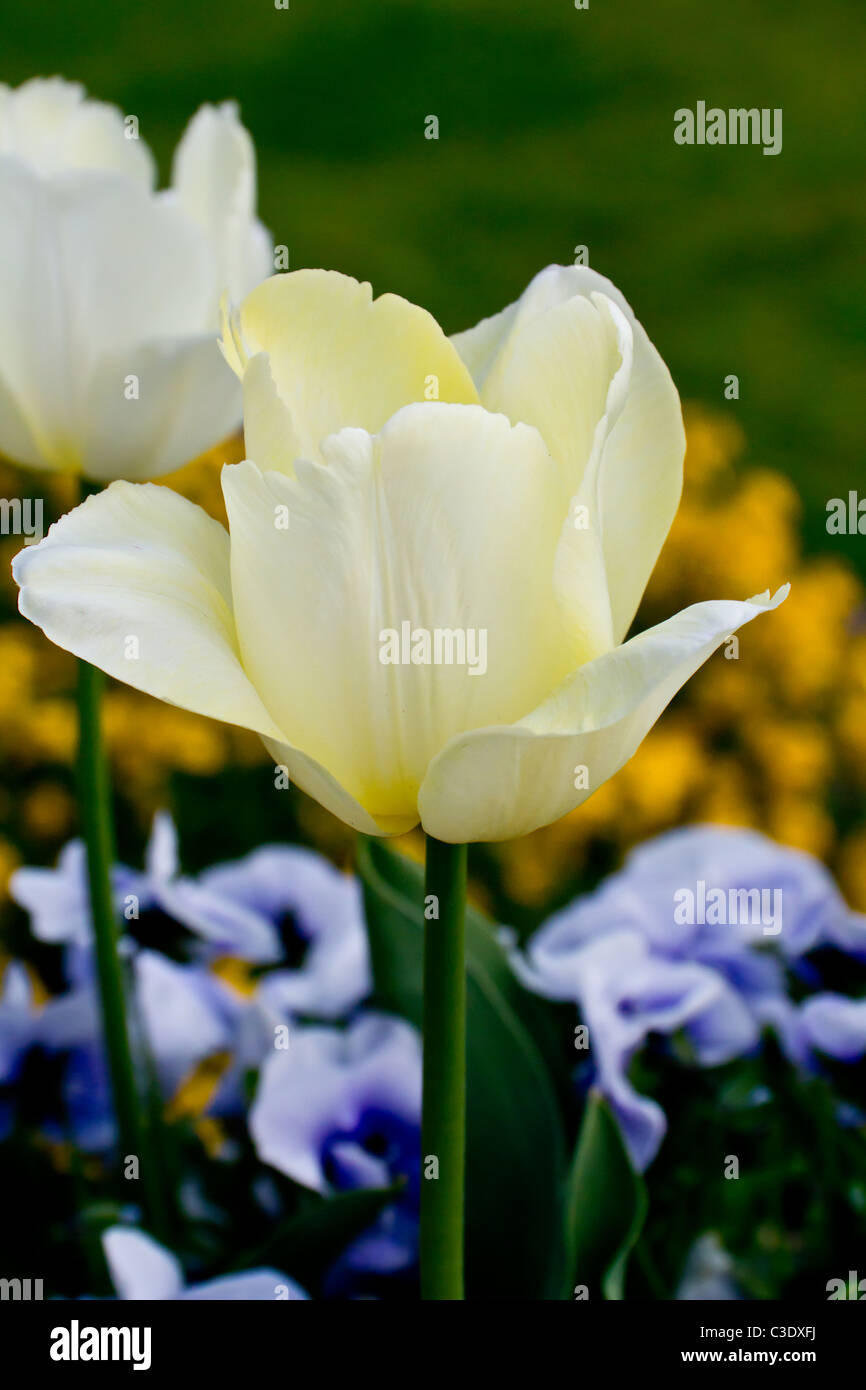 Pale colour and nature hi-res stock photography and images - Alamy