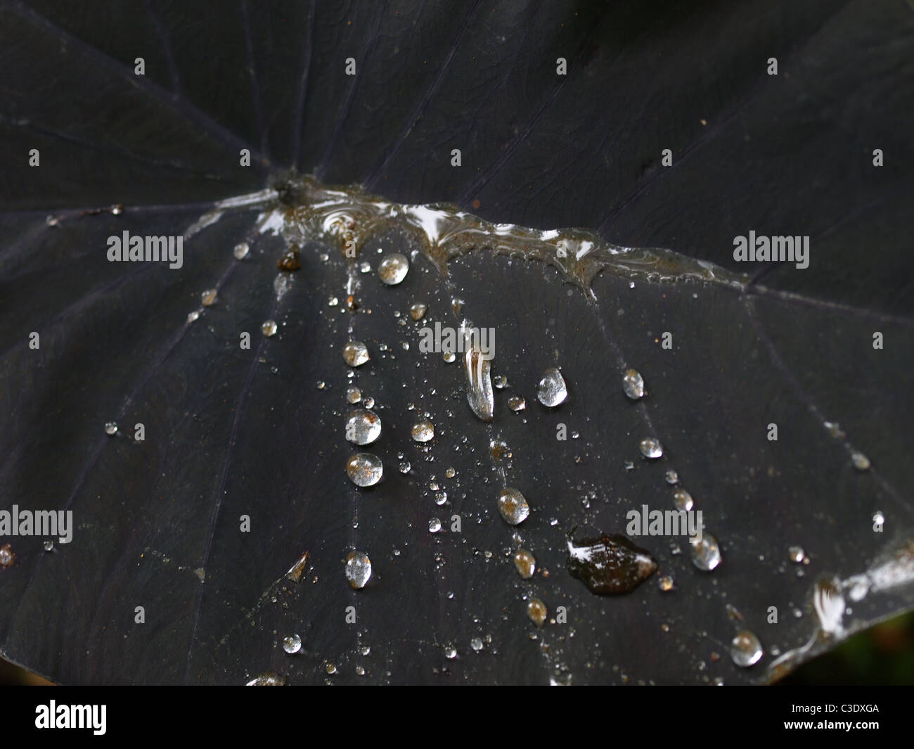Black Magic aka Black Elephant Ear plant (Colocasia esculenta) with ...