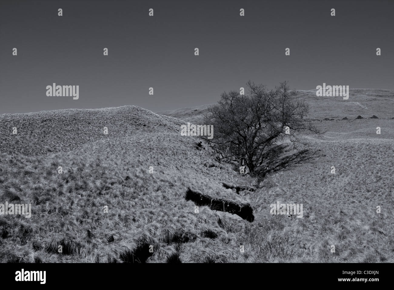 The land is barren and empty except for this bare tree clinging to life ...