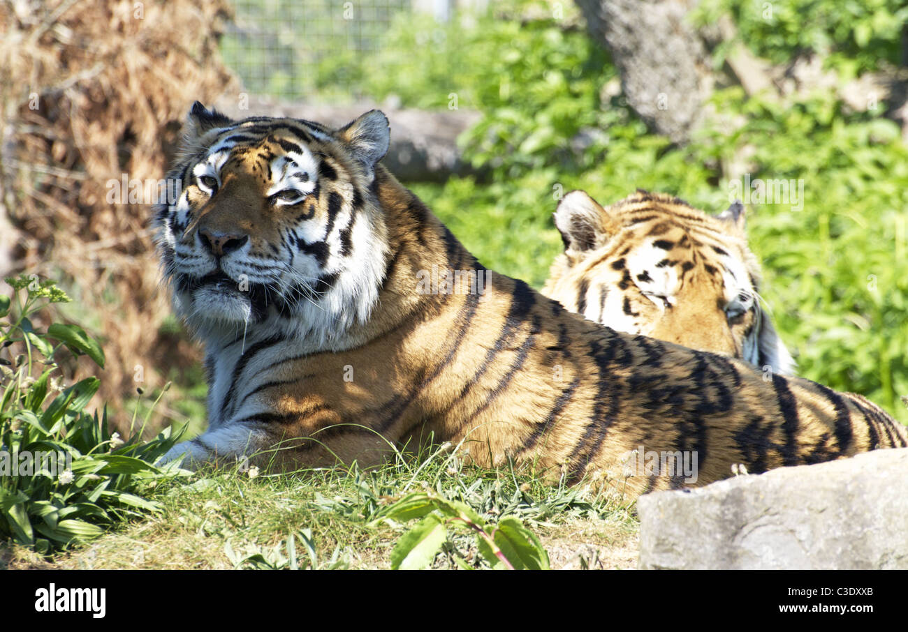 Siberian tigers hi-res stock photography and images - Alamy