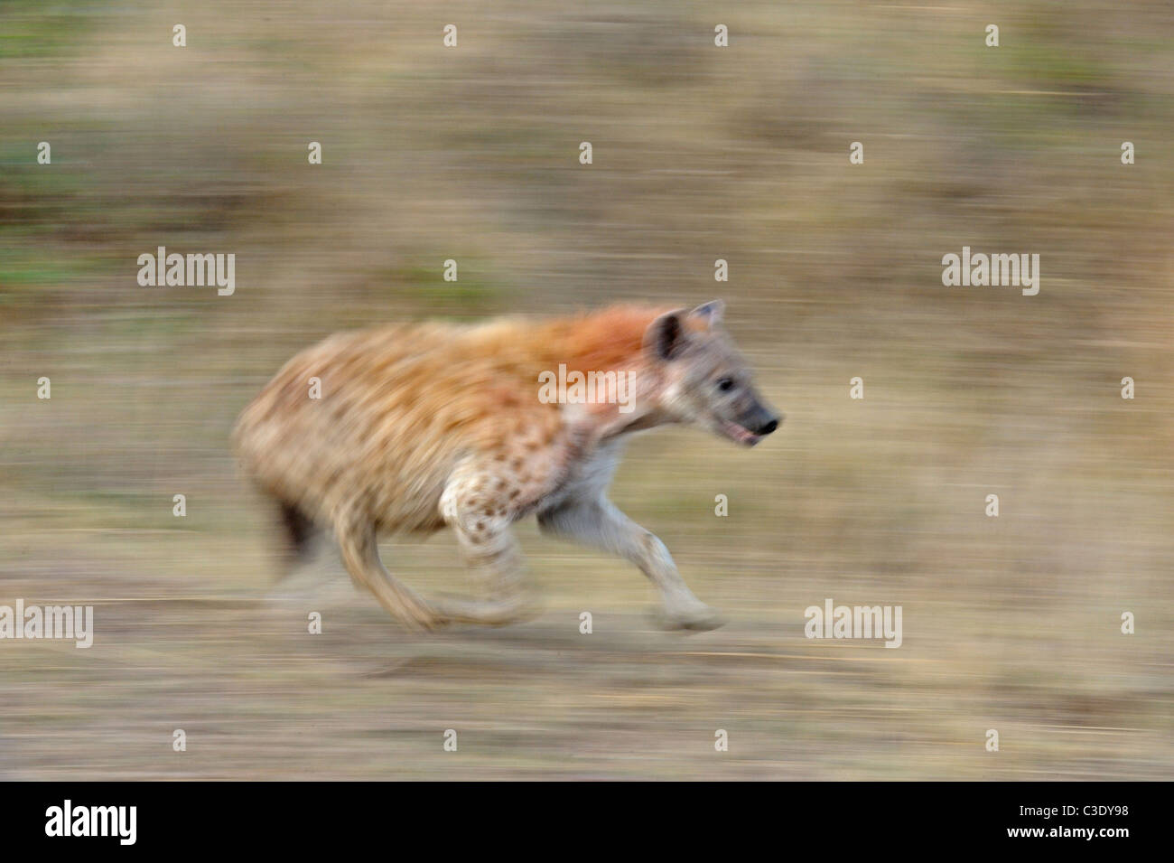 Hyena running hi-res stock photography and images - Alamy