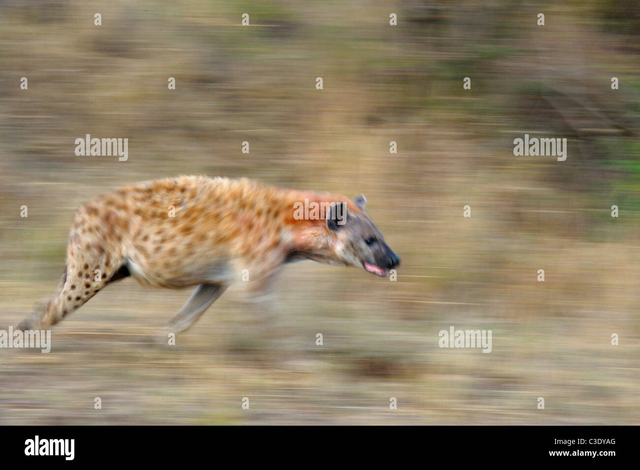 Spotted hyena (Crocuta crocuta) also known as laughing hyena running in ...