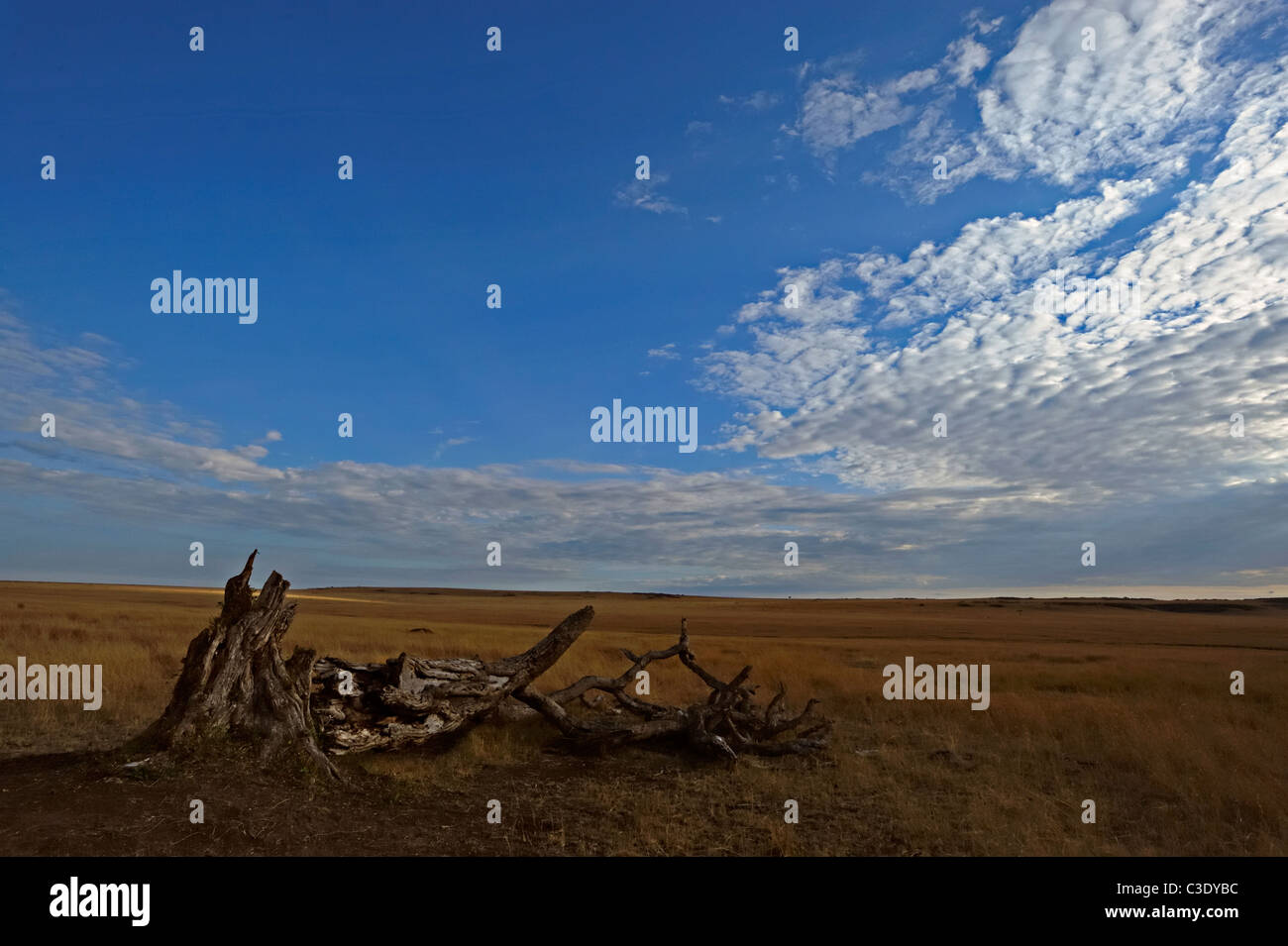 Vista of the Plains of Masai Mara in Kenya Stock Photo - Alamy