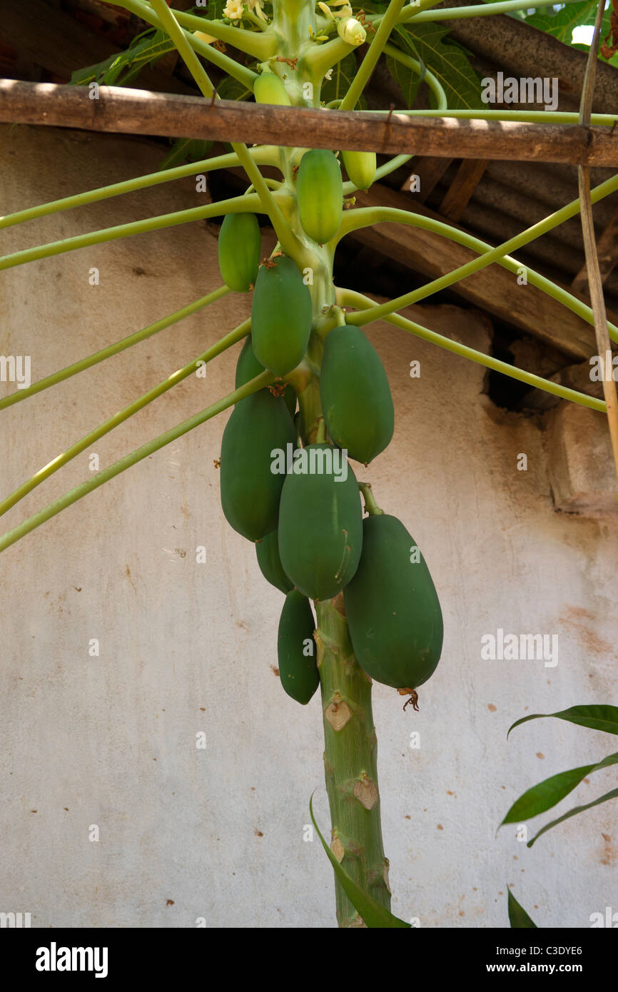 Papaya fruit growing on a tree in Arpora Goa Stock Photo - Alamy