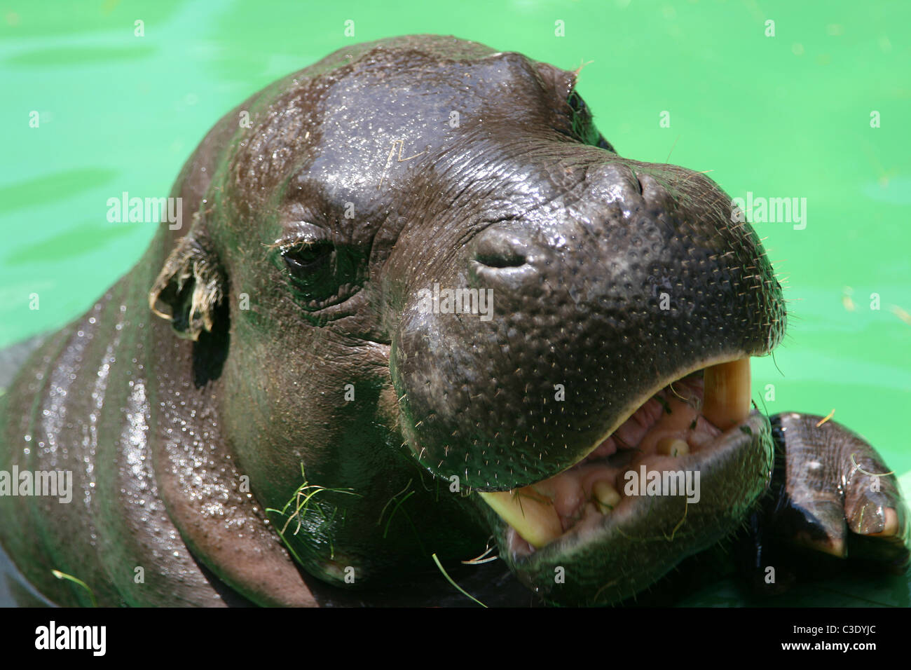 Hypo Stock Photos & Hypo Stock Images - Alamy