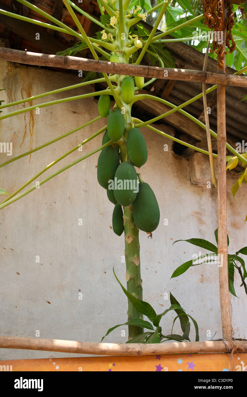 Papaya fruit growing on a tree in Arpora Goa Stock Photo - Alamy