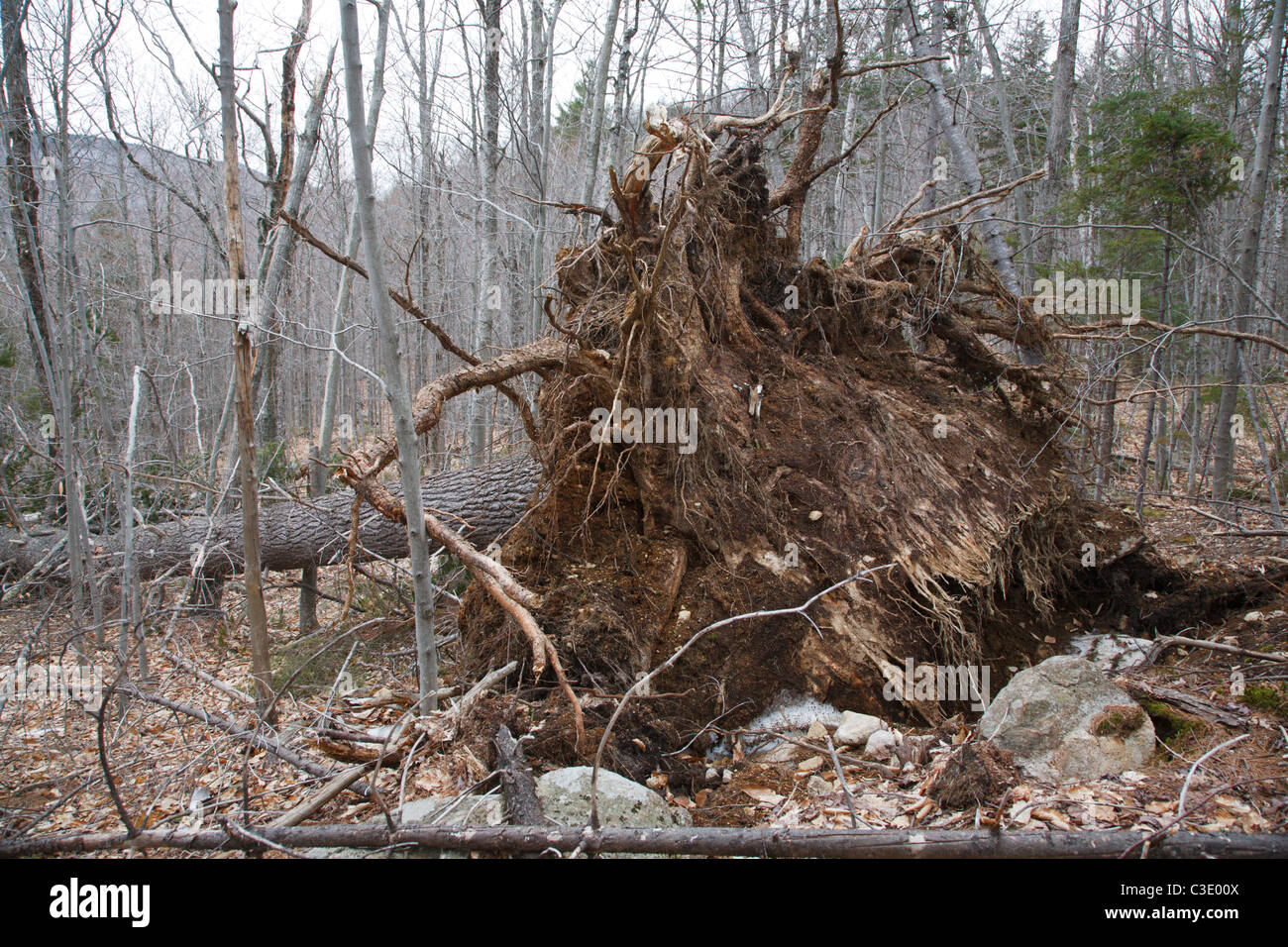Uprooted Eastern White Pine tree (Pinus strobus) in the White Mountain ...