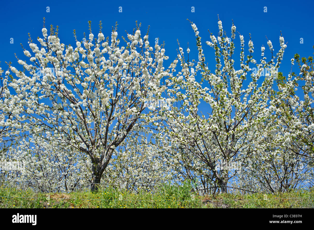Fruit trees in blossom in Portugal Stock Photo - Alamy