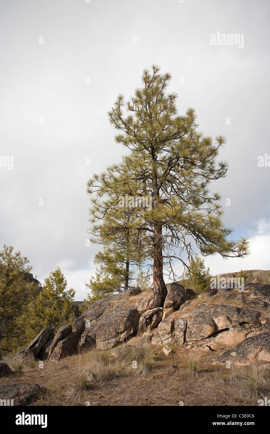 Pine tree growing out rock hi-res stock photography and images - Alamy