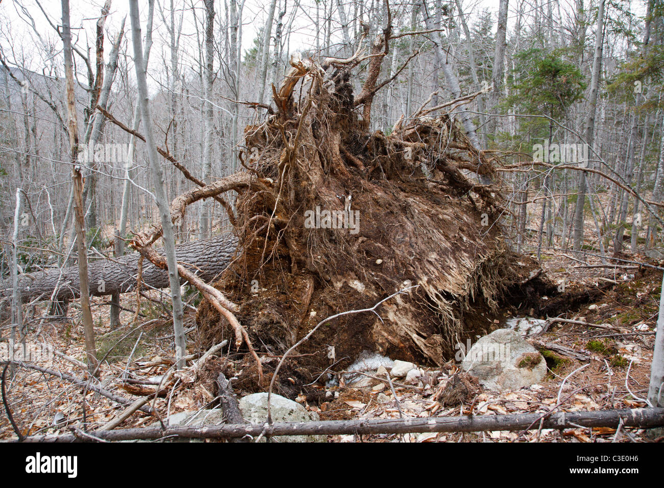 Uprooted Eastern White Pine tree (Pinus strobus) in the White Mountain ...