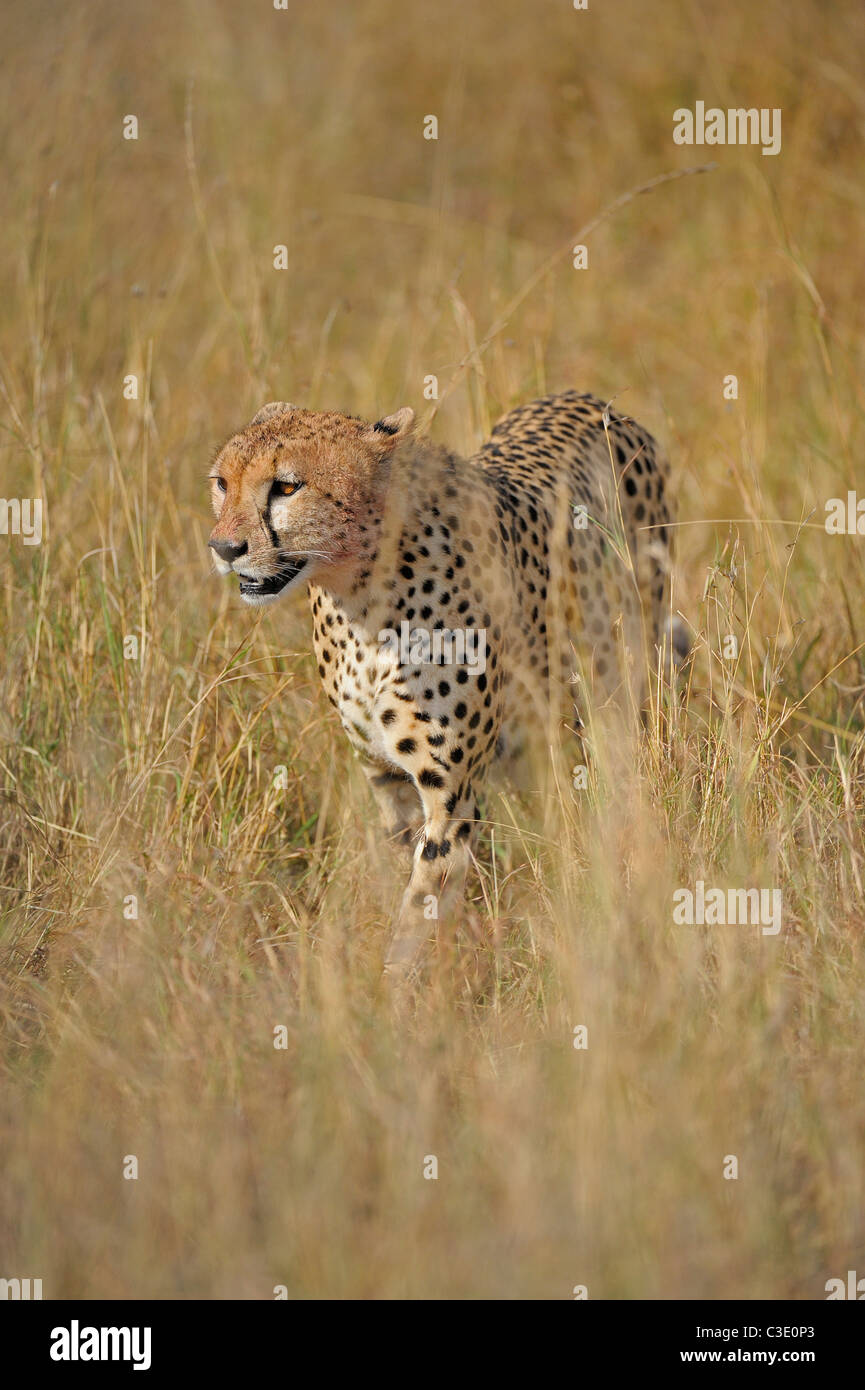 Cheetahs in the golden grass hi-res stock photography and images - Alamy