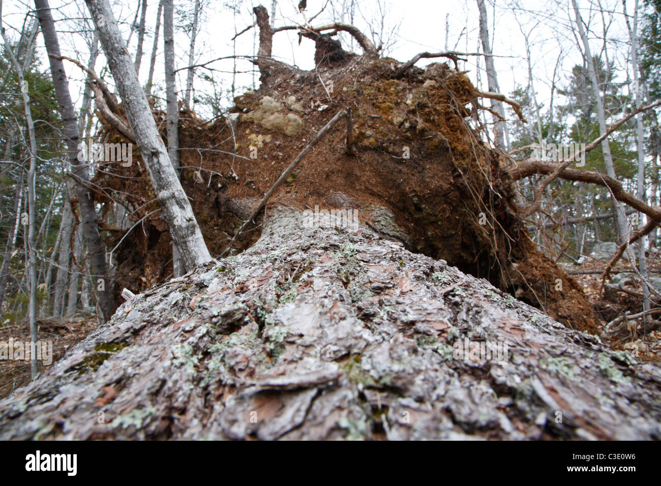 Uprooted Eastern White Pine tree (Pinus strobus) in the White Mountain ...
