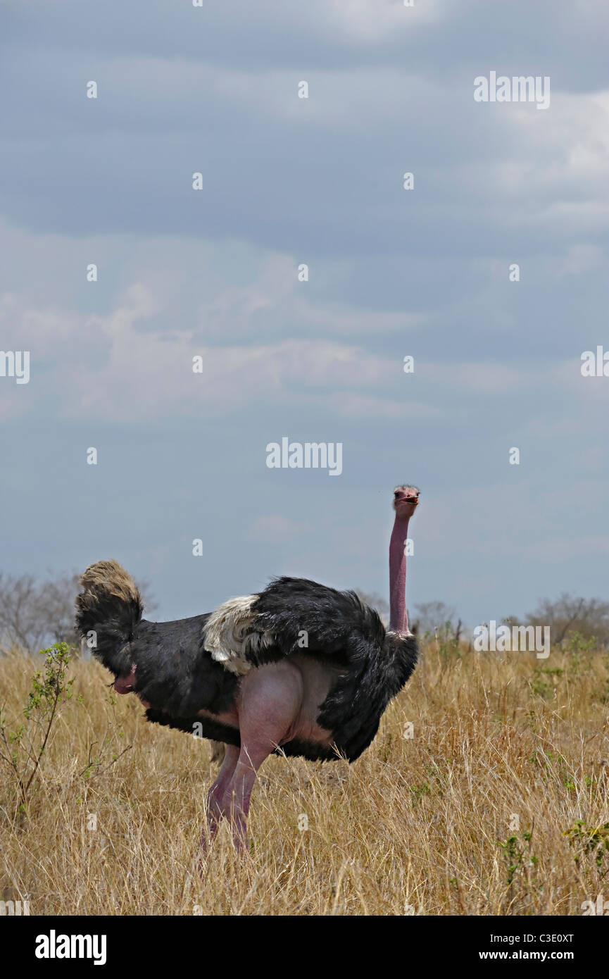 Ostrich legs hi-res stock photography and images - Alamy