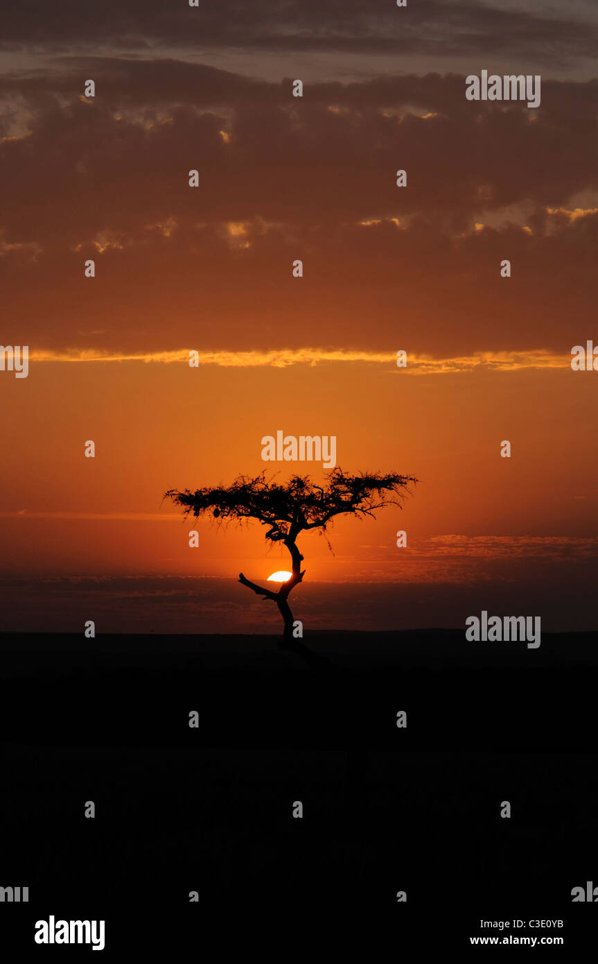 Acacia tree at sunset in Masai Mara Stock Photo - Alamy